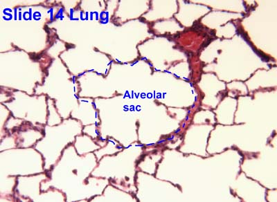 Alveolar Mucosa Histology Respiratory